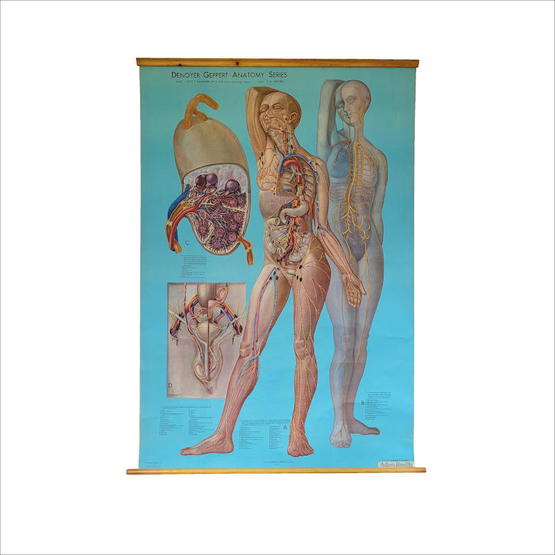 Vintage Lymphatic System Wall Chart 1947 - Antique Furniture Glasgow